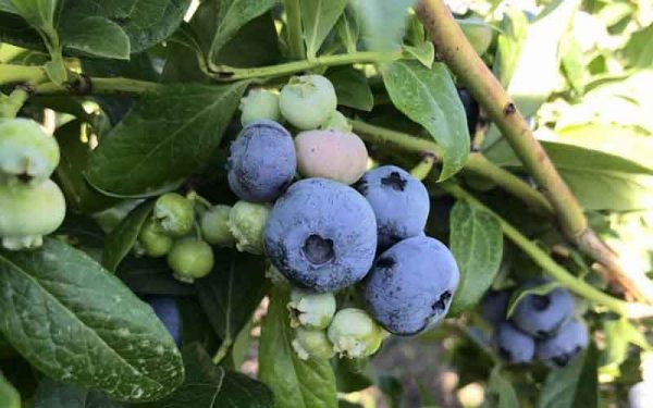 Wholesale Michigan Blueberries | Crossroads Blueberry Farm